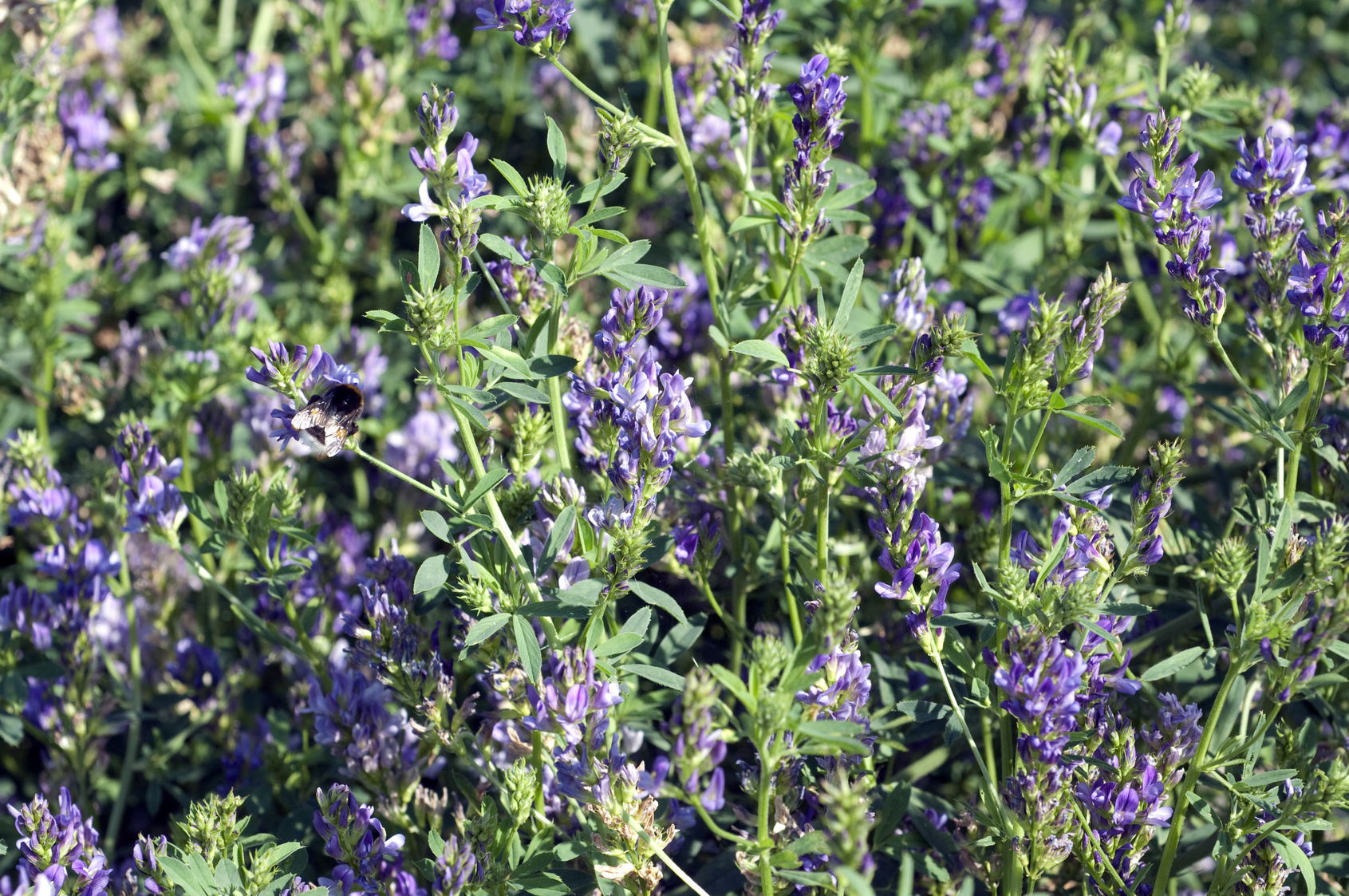 Lucerna - właściwości i zastosowanie